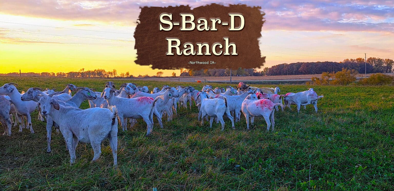 Savannah Goats - s-bar-dranch.com